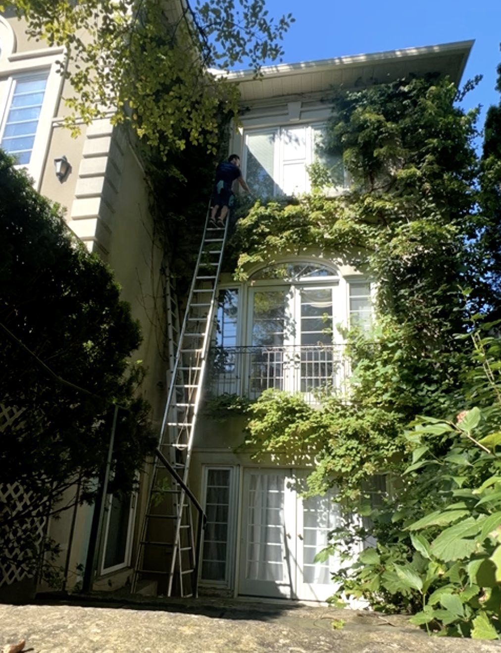 Enhance Your Home with Expert Ivy Trimming Services